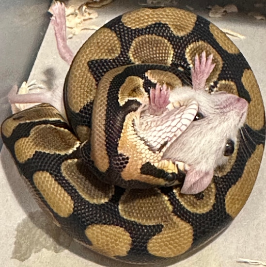 Normal Triple Het Dg Hypo Clown Ball Python by NYPowerBalls