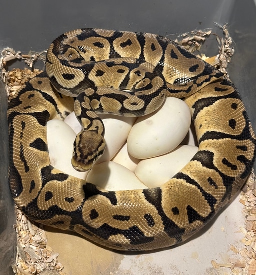 Pastel Triple Het Tsk Axantic Het Clown Het Monsoon Ball Python by ...