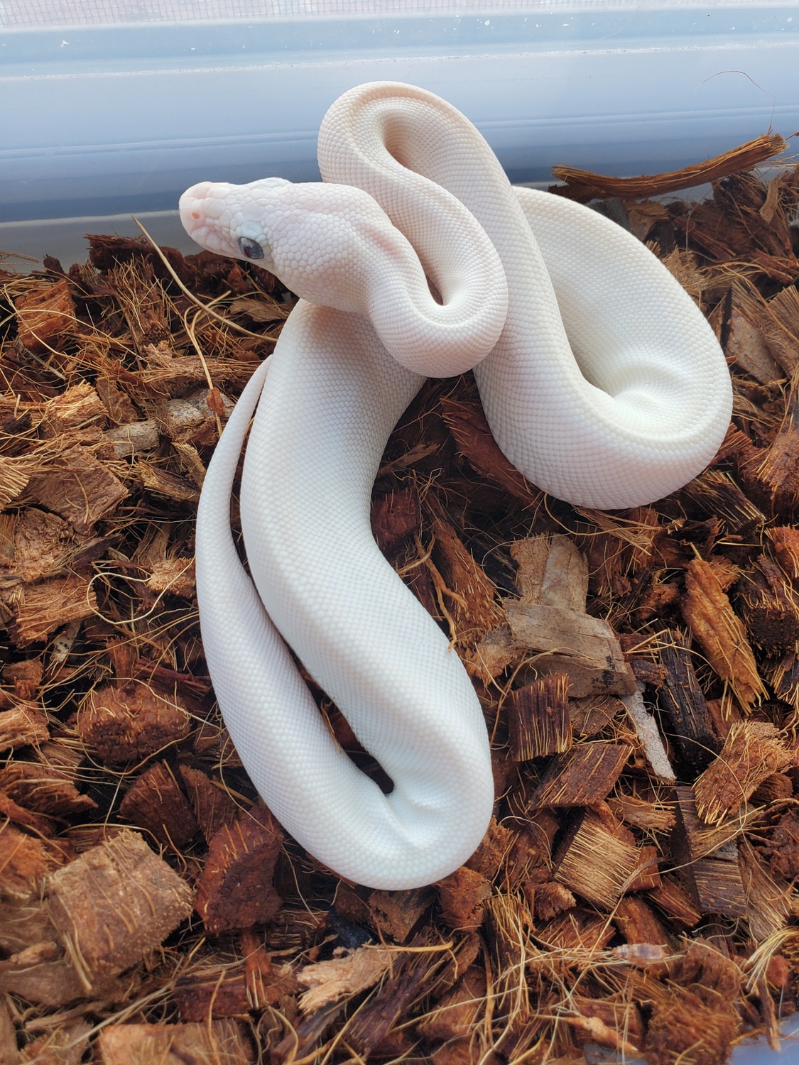 Blue Eyed Lucy ( Super Lesser ) Ball Python by CS Reptile Exotics ...