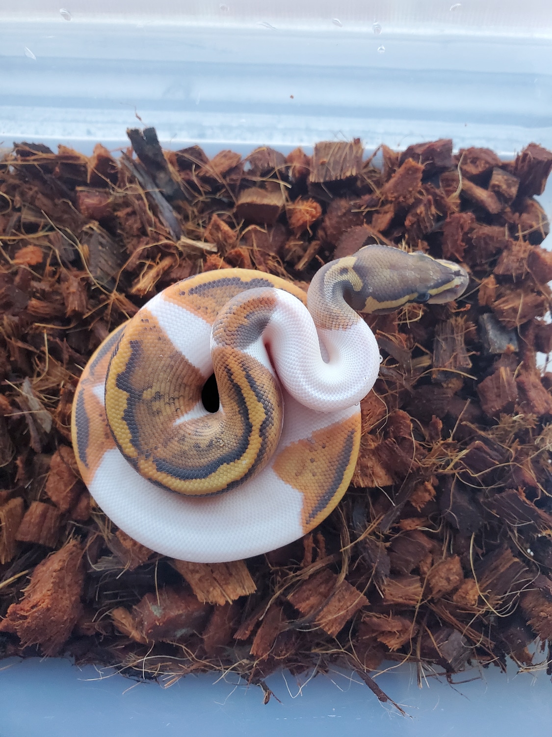 Ghost Piebald Ball Python by CS Reptile Exotics - MorphMarket