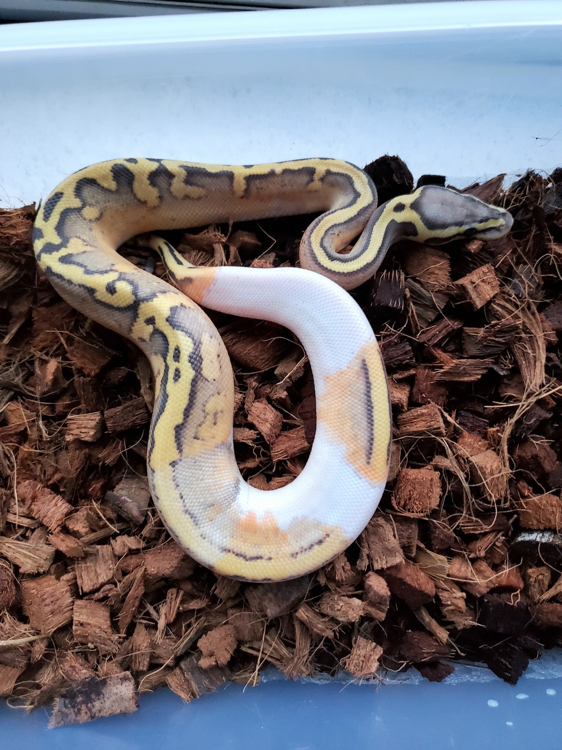 Pastel Ghost Piebald Ball Python by CS Reptile Exotics - MorphMarket