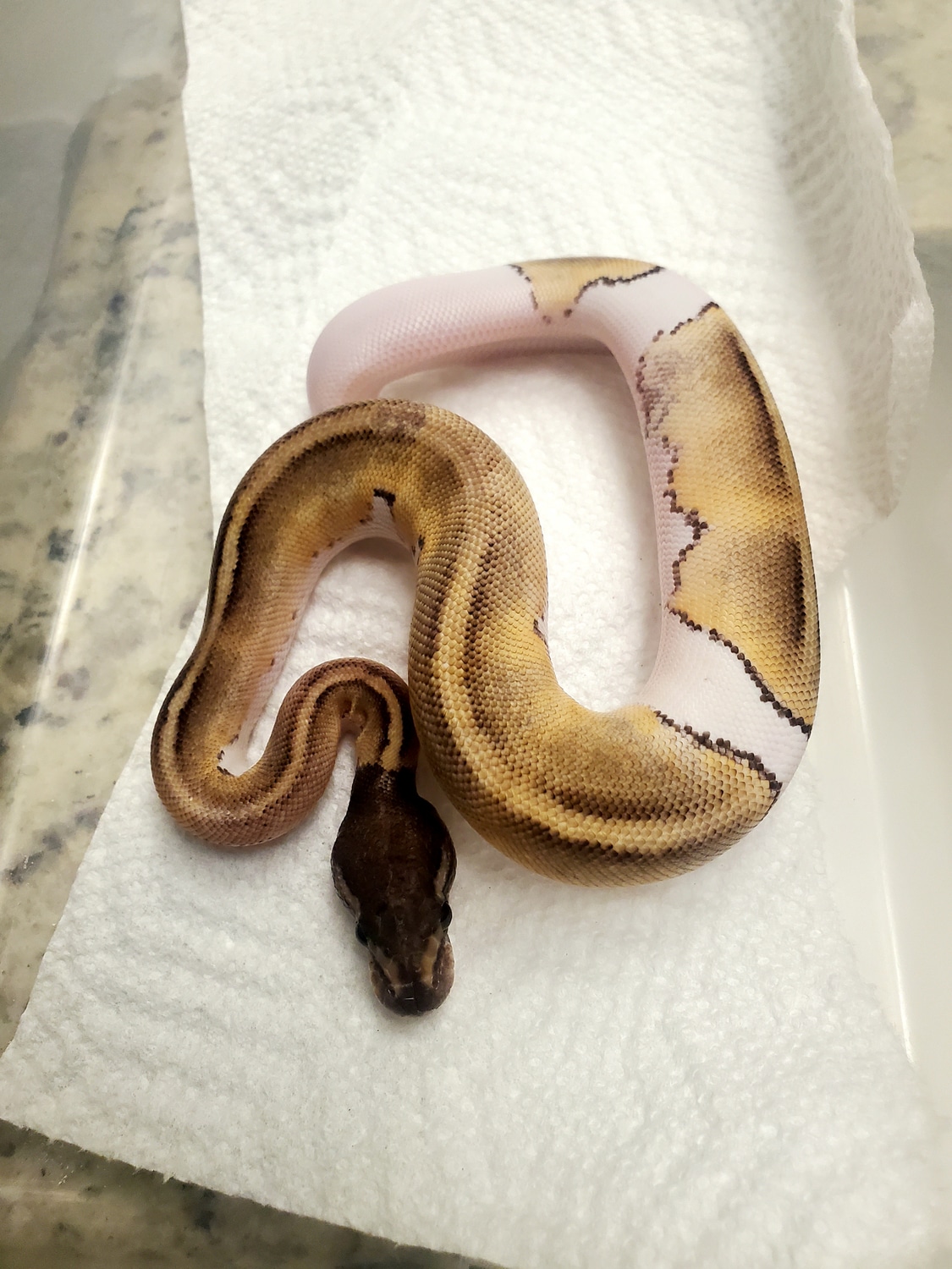 Mojave Piebald Ball Python by CS Reptile Exotics - MorphMarket