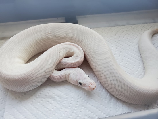 Lesser Mojave Ball Python by CS Reptile Exotics