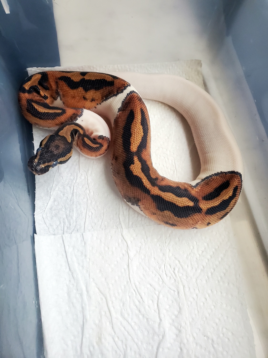 Piebald Ball Python by CS Reptile Exotics - MorphMarket