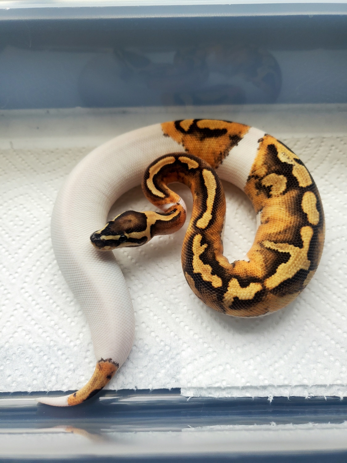 Fire Piebald Ball Python by CS Reptile Exotics - MorphMarket