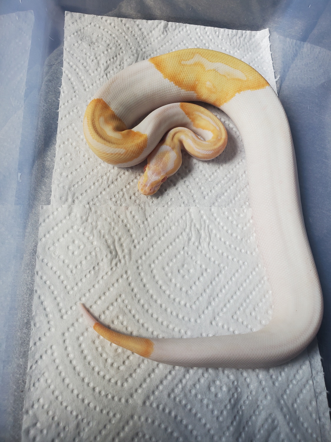 Albino Piebald Ball Python by CS Reptile Exotics - MorphMarket
