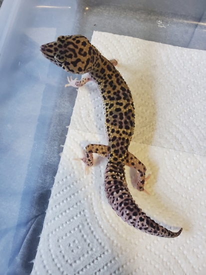 Mack Snow Eclipse Leopard Gecko by CS Reptile Exotics