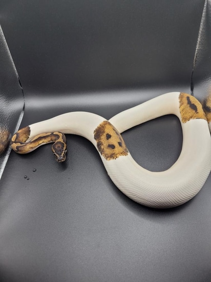 Piebald *Smiley Face* Ball Python by CS Reptile Exotics