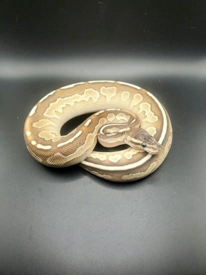 Cinnamon Lesser Axanthic Ball Python by CS Reptile Exotics