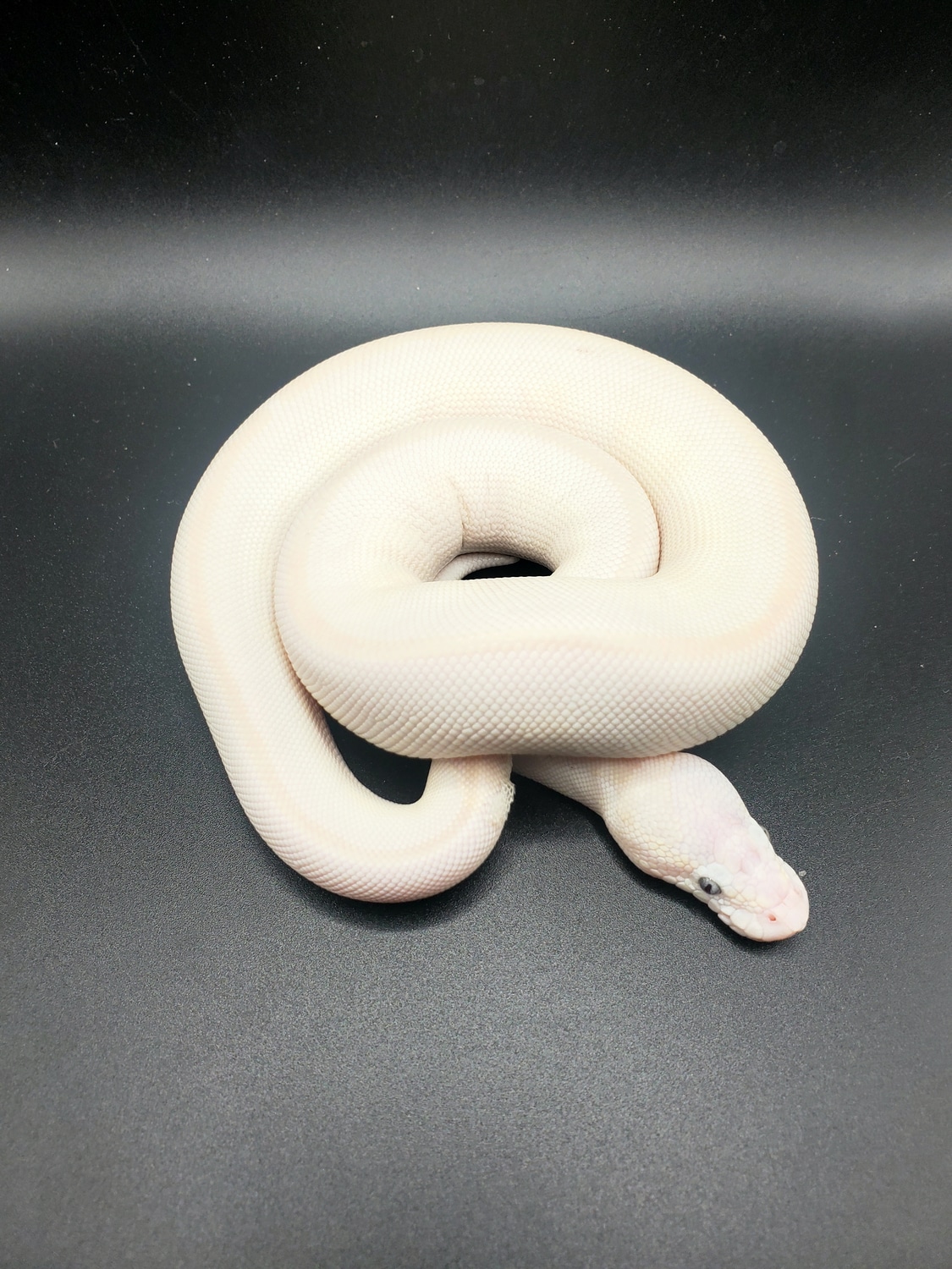 Blue Eyed Lucy (BEL) Ball Python by CS Reptile Exotics - MorphMarket