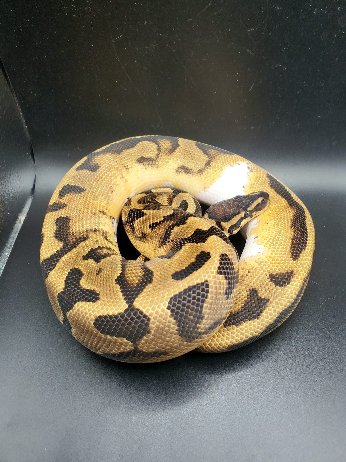 Piebald Ball Python by CS Reptile Exotics - MorphMarket