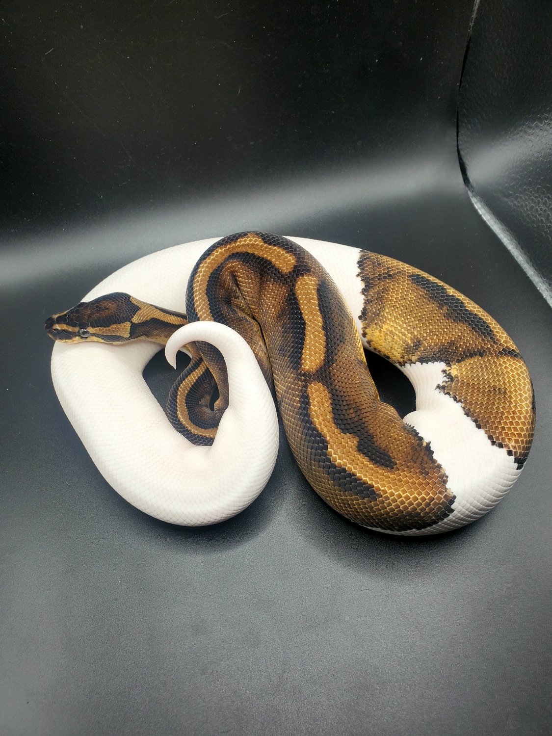 Piebald Ball Python by CS Reptile Exotics - MorphMarket