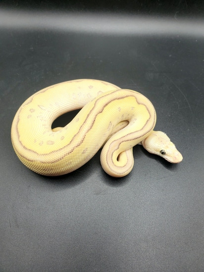 WEEKEND SALE Butter Fire Lesser Leopard Clown Ball Python by CS Reptile Exotics