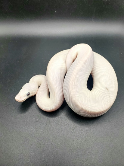 Blue Eyed Lucy Mojave X Butter Ball Python by CS Reptile Exotics