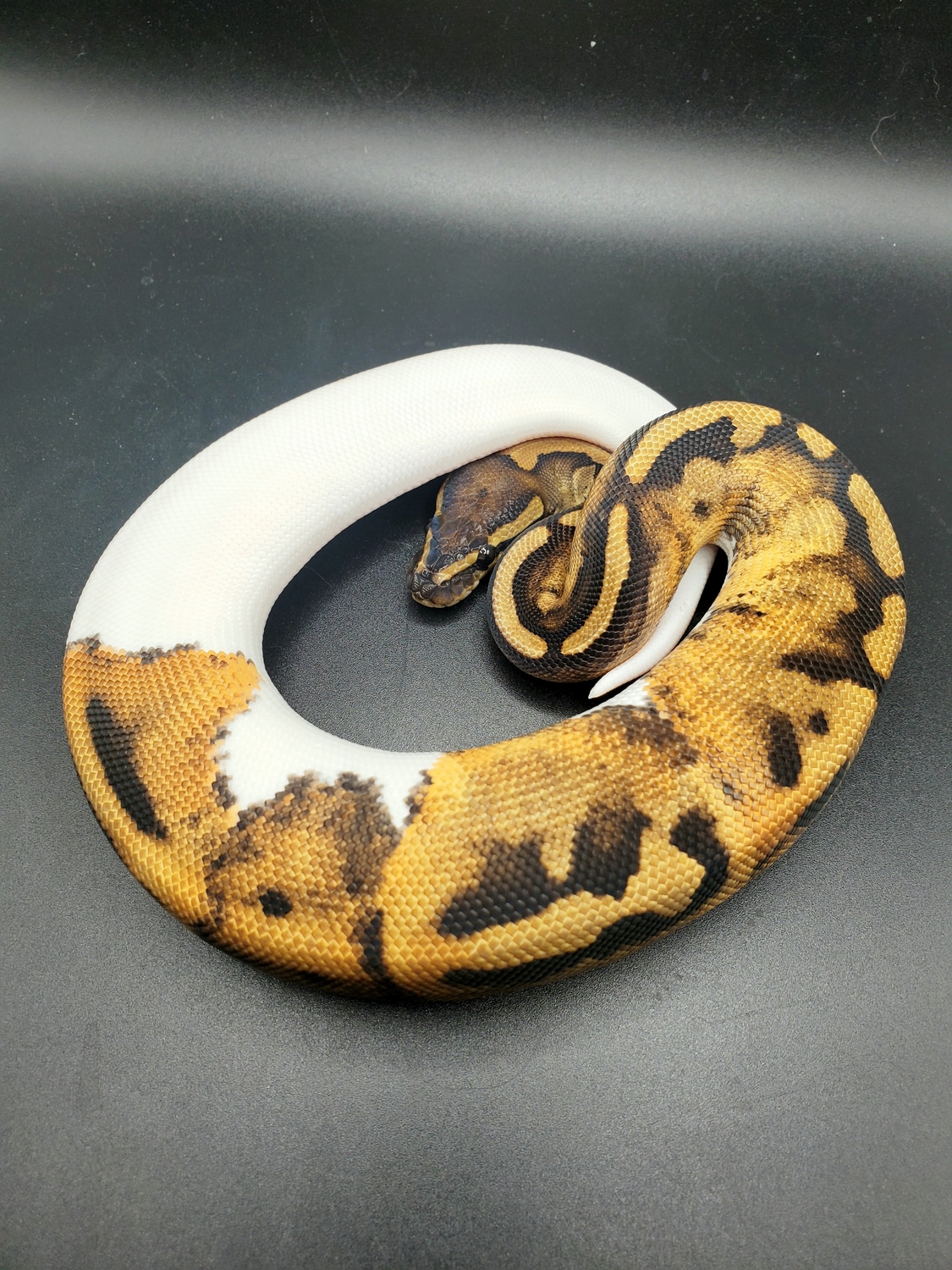 Piebald Ball Python by CS Reptile Exotics - MorphMarket