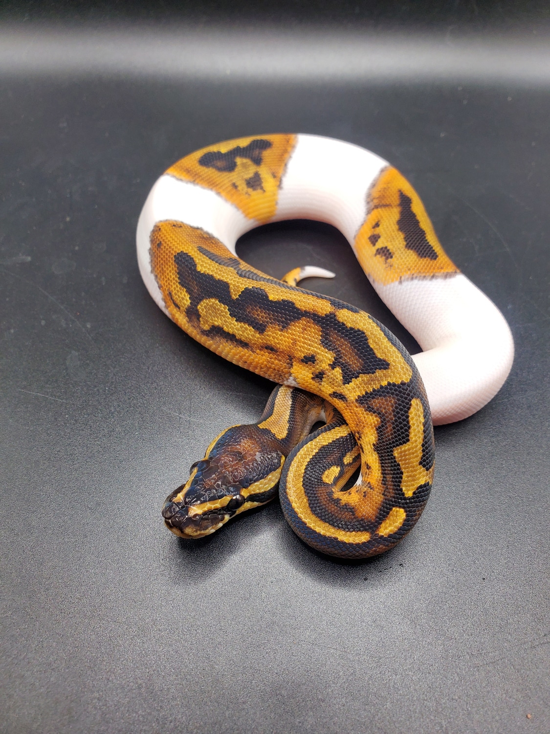 Piebald Ball Python by CS Reptile Exotics - MorphMarket