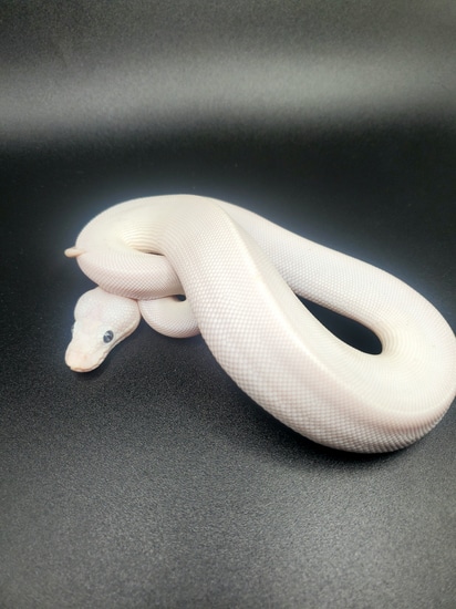 BEL (Super Butter) Ball Python by CS Reptile Exotics