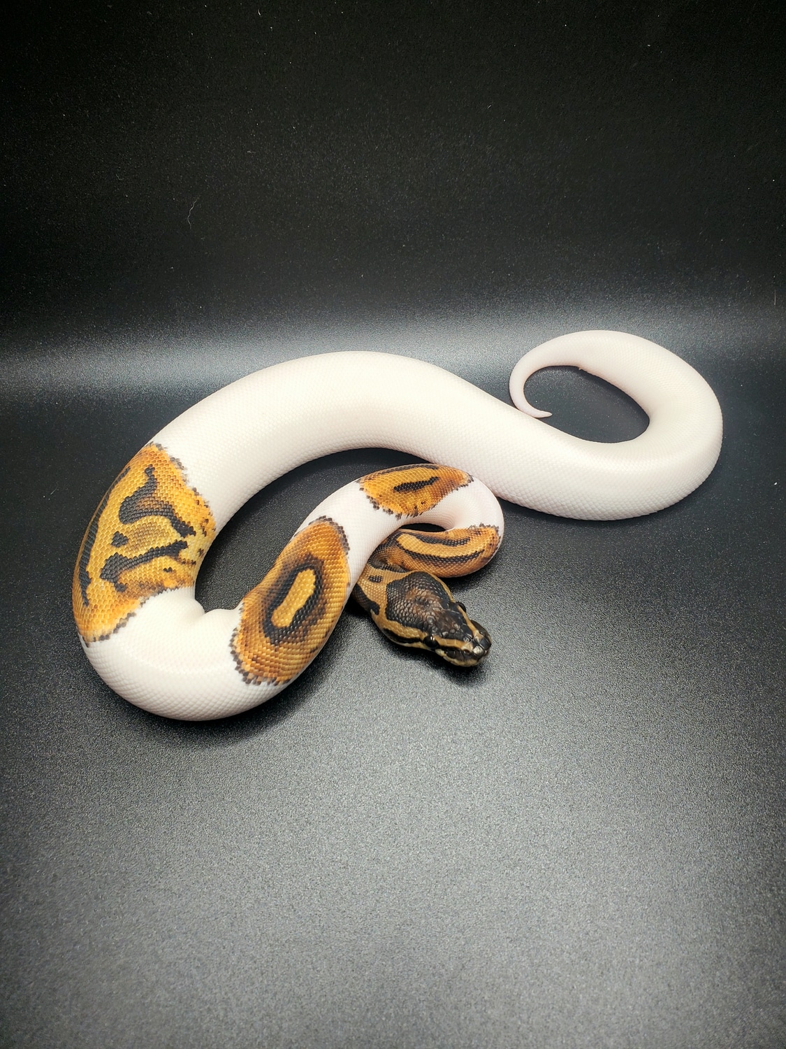 Piebald Ball Python by CS Reptile Exotics - MorphMarket