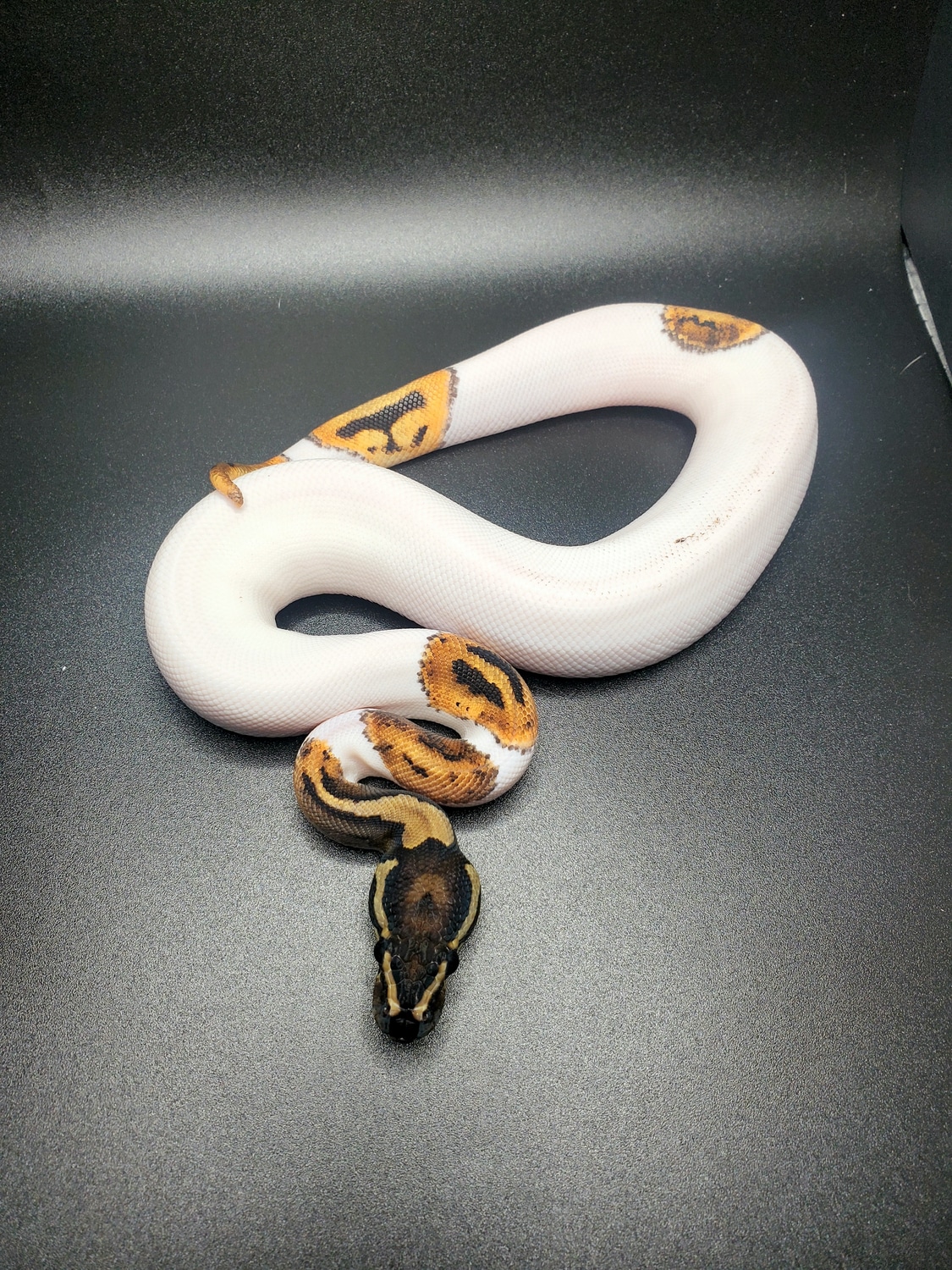 Piebald Ball Python by CS Reptile Exotics - MorphMarket