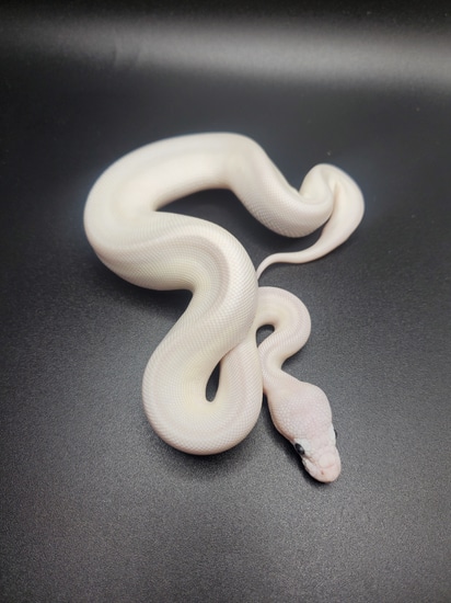 Blue Eyed Lucy Ball Python by CS Reptile Exotics