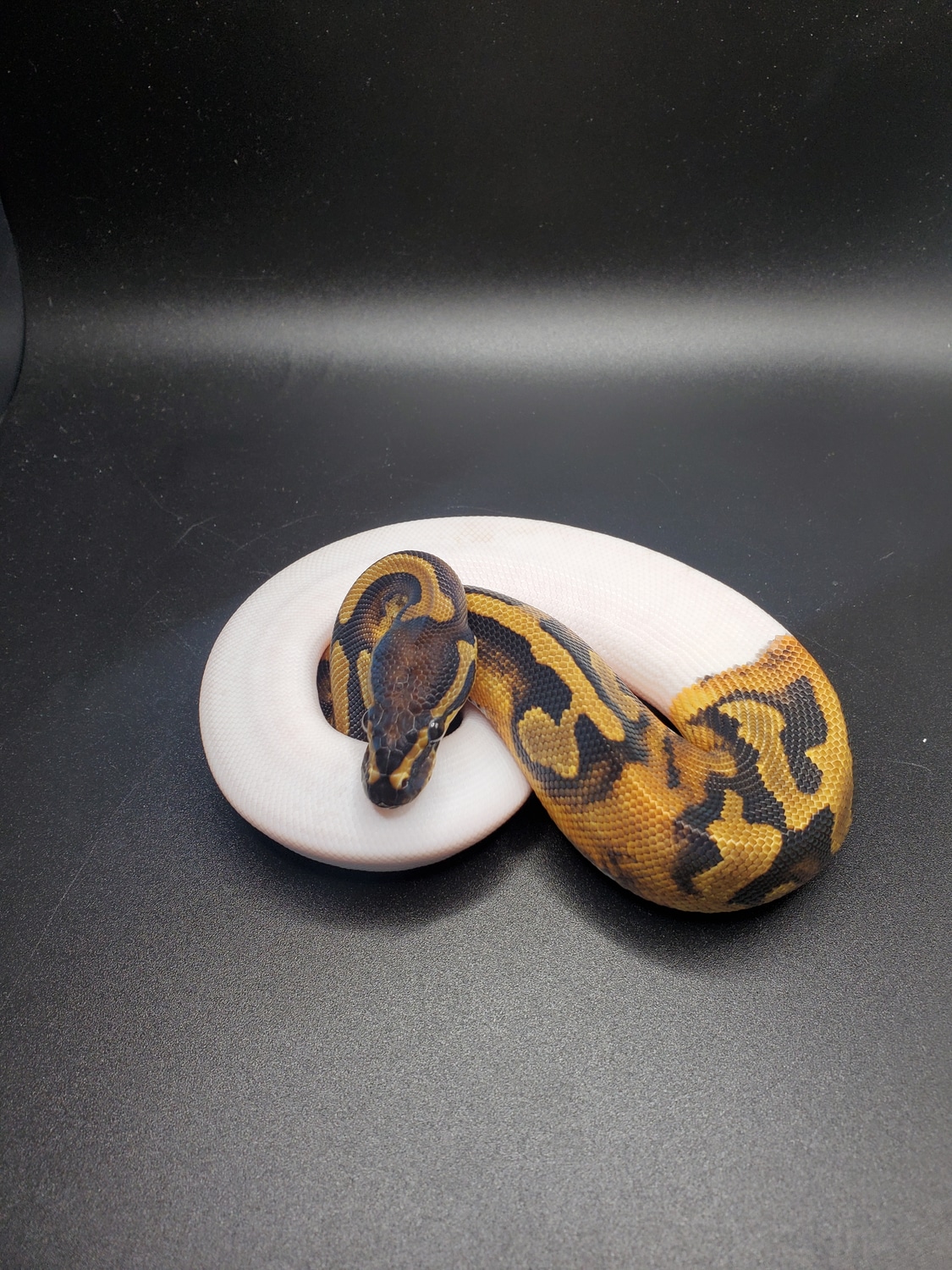 Piebald Ball Python by CS Reptile Exotics - MorphMarket