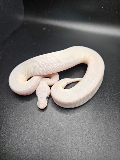 Blue Eyed Lucy Ball Python by CS Reptile Exotics