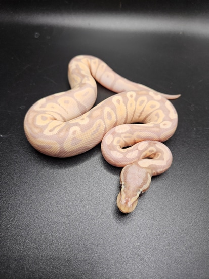 Pastel Banana 100% Het Sunset Ball Python by CS Reptile Exotics