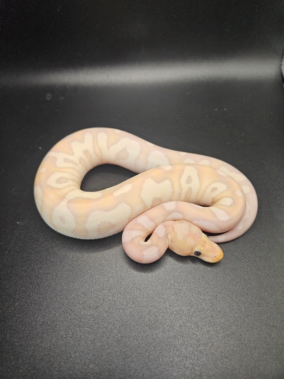 Banana Pastel Fire Mojave Clown 50% Het Pied Ball Python by CS Reptile ...