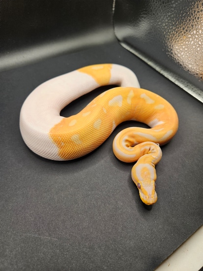 Dreamsicle (Lavender Albino Piebald) Ball Python by CS Reptile Exotics