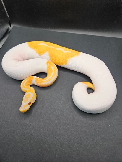 Dreamsicle (Lavender Albino X Piebald) Ball Python by CS Reptile Exotics