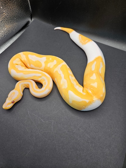 Dreamsicle (Lavender Albino X Piebald) Ball Python by CS Reptile Exotics