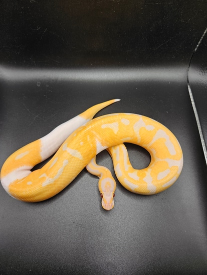 Dreamsicle (Lavender X Albino Piebald) Ball Python by CS Reptile Exotics