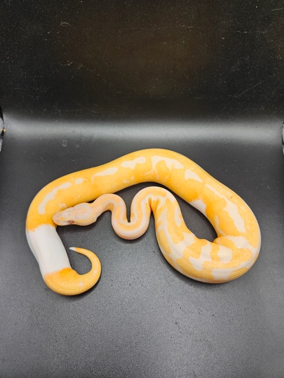 Dreamsicle (Lavender Albino X Piebald) Ball Python by CS Reptile Exotics