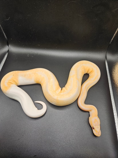 Dreamsicle (Lavender Albino X Piebald) Ball Python by CS Reptile Exotics