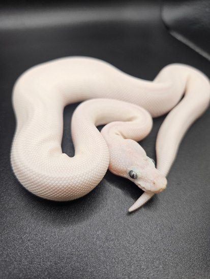 Blue Eyed Leucistic (BEL) Ball Python by CS Reptile Exotics