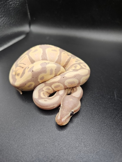 Banana Het Sunset Ball Python by CS Reptile Exotics