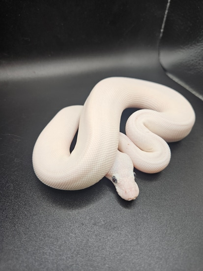 Blue Eyed Leucistic (BEL) Ball Python by CS Reptile Exotics