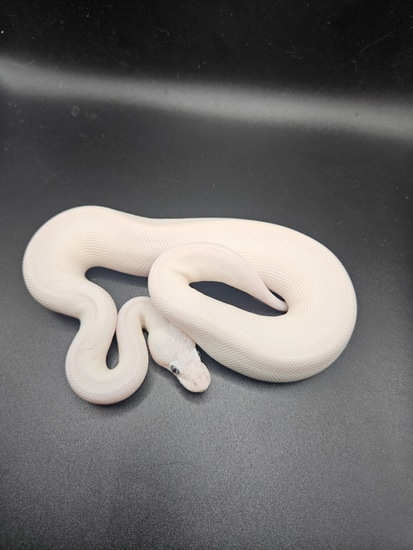 Blue Eyed Leucistic (BEL) Ball Python by CS Reptile Exotics