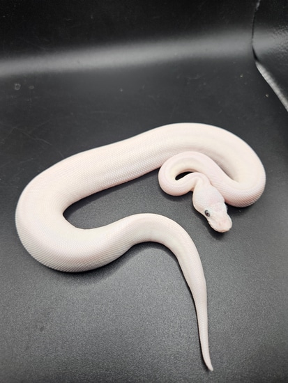Blue Eyed Leucistic (BEL) Ball Python by CS Reptile Exotics