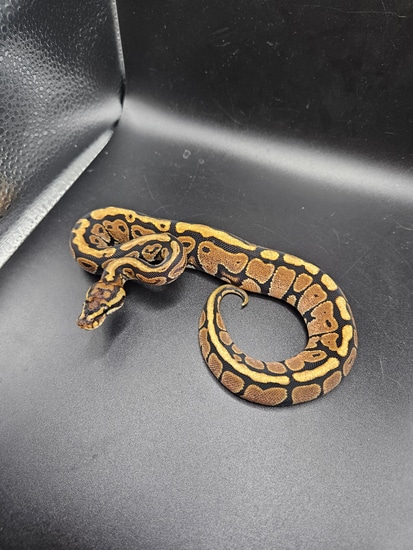 Spotnose Het Sunset Ball Python by CS Reptile Exotics