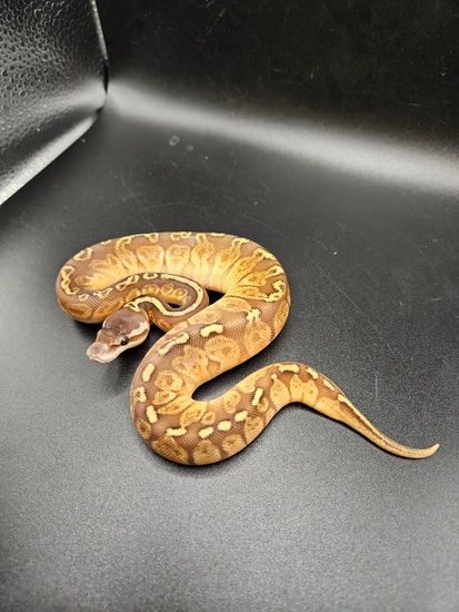 Pastel Sunset Ball Python by CS Reptile Exotics