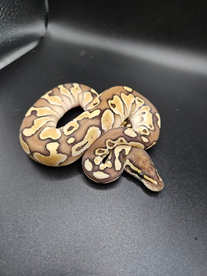 Butter Het Sunset Ball Python by CS Reptile Exotics