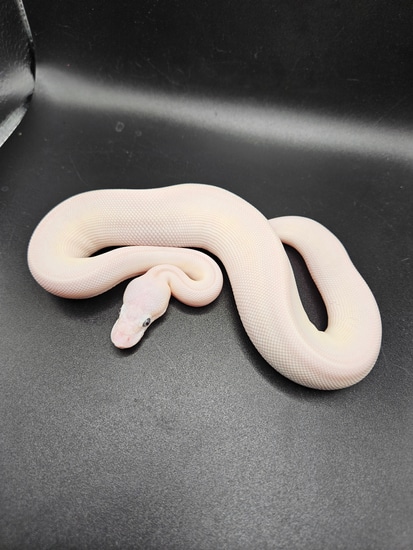 Blue Eyed Leucistic (BEL) Ball Python by CS Reptile Exotics
