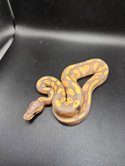 Paradox Banana Blackhead Het Piebald Ball Python by CS Reptile Exotics