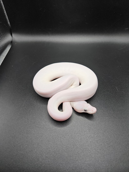 Blue Eyed Lucestic (BEL) Ball Python by CS Reptile Exotics