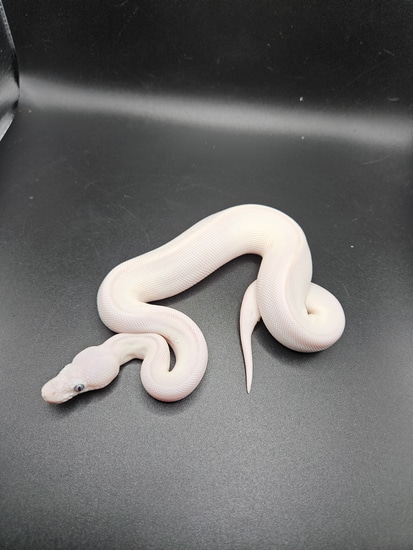 Blue Eyed Leucistic (BEL) Ball Python by CS Reptile Exotics