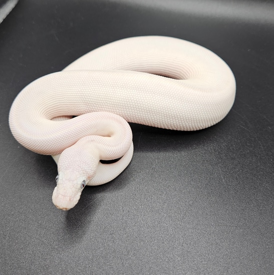 Blue Eyed Leucistic (BEL) Ball Python by CS Reptile Exotics