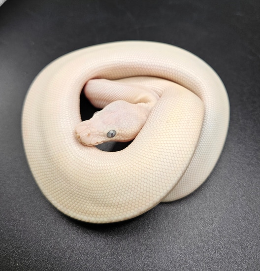 Blue Eyed Leucistic (BEL) Ball Python by CS Reptile Exotics