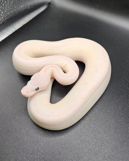Blue Eyed Leucistic (BEL) Ball Python by CS Reptile Exotics
