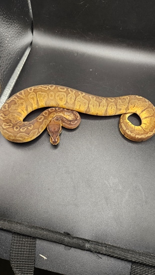 Sunset Het Piebald Ball Python by CS Reptile Exotics